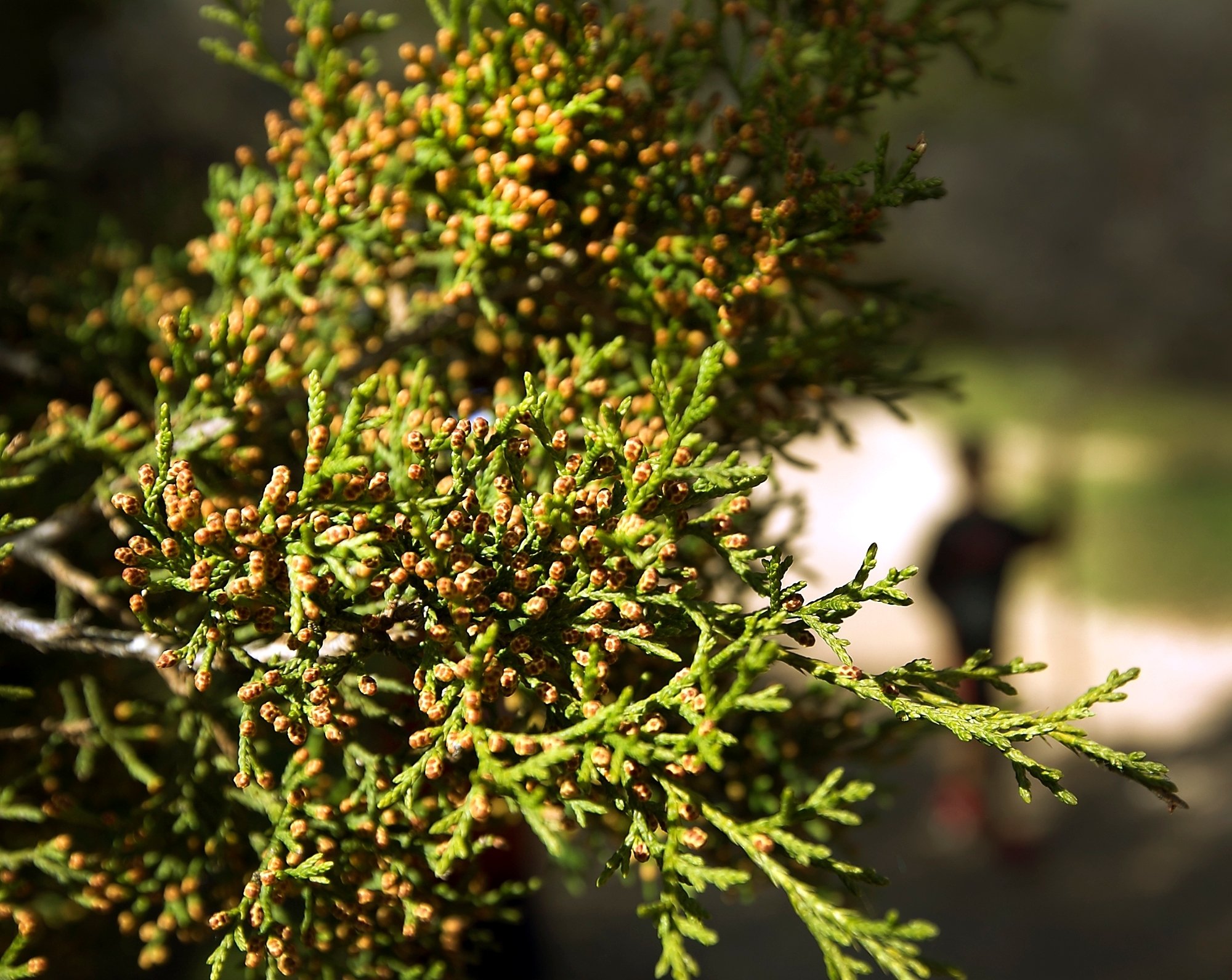 Mountain cedar back in South Texas: Here's when allergies peak.