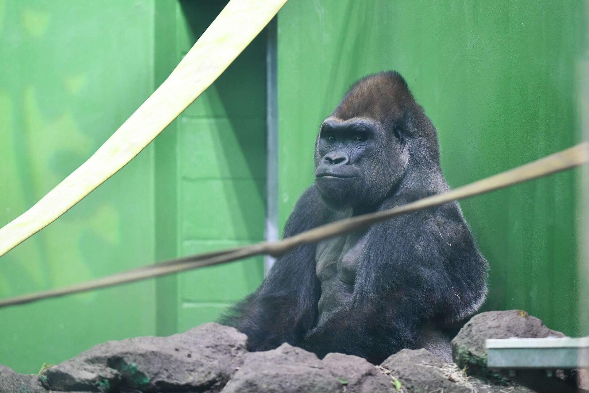 Congo Falls brings gorillas back to the San Antonio Zoo in style