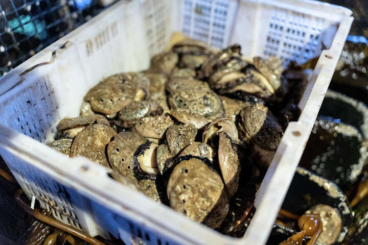 California bans abalone harvesting until 2036, in blow for divers