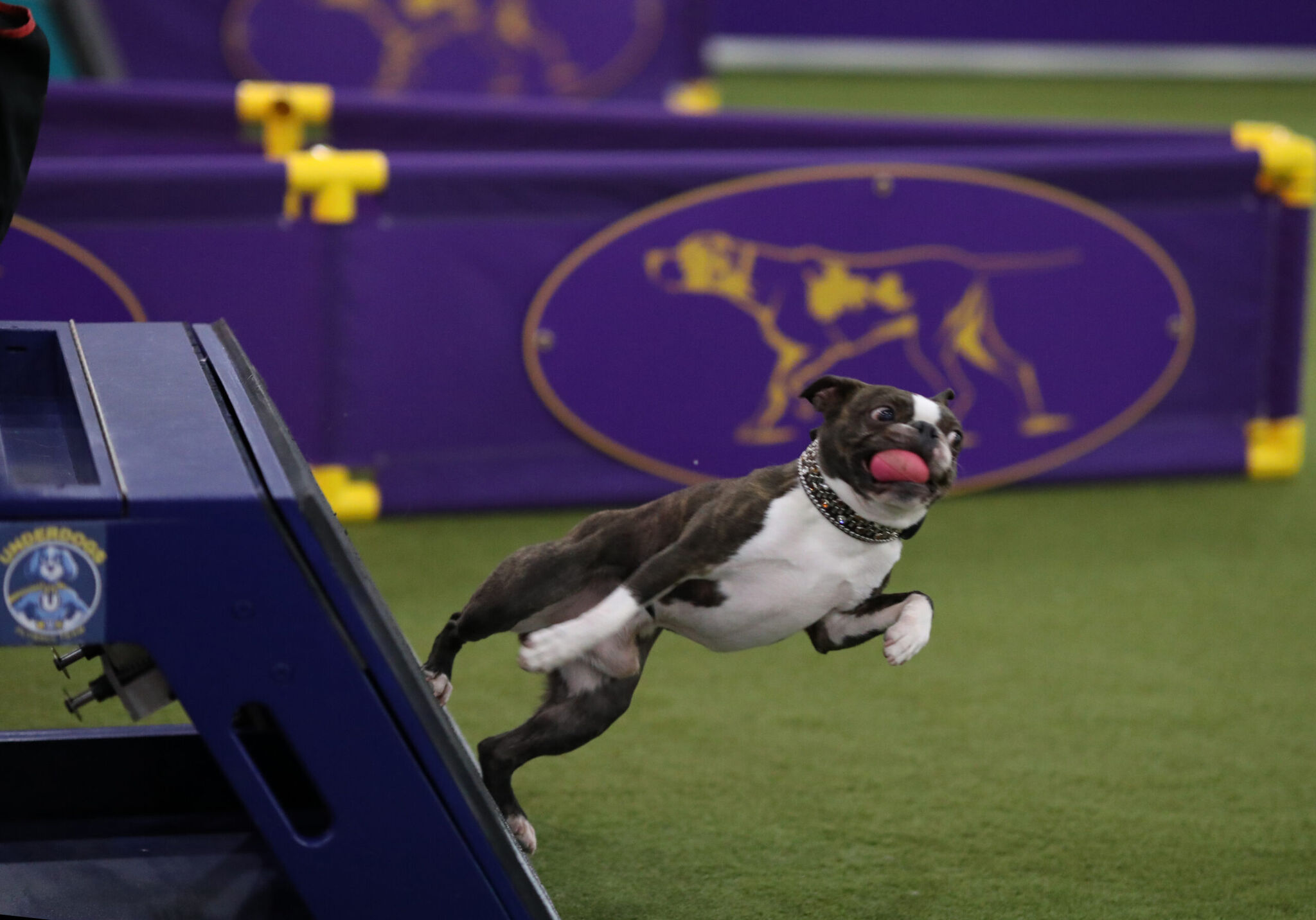 Dogs from CT to compete in Westminster's annual Flyball Tournament
