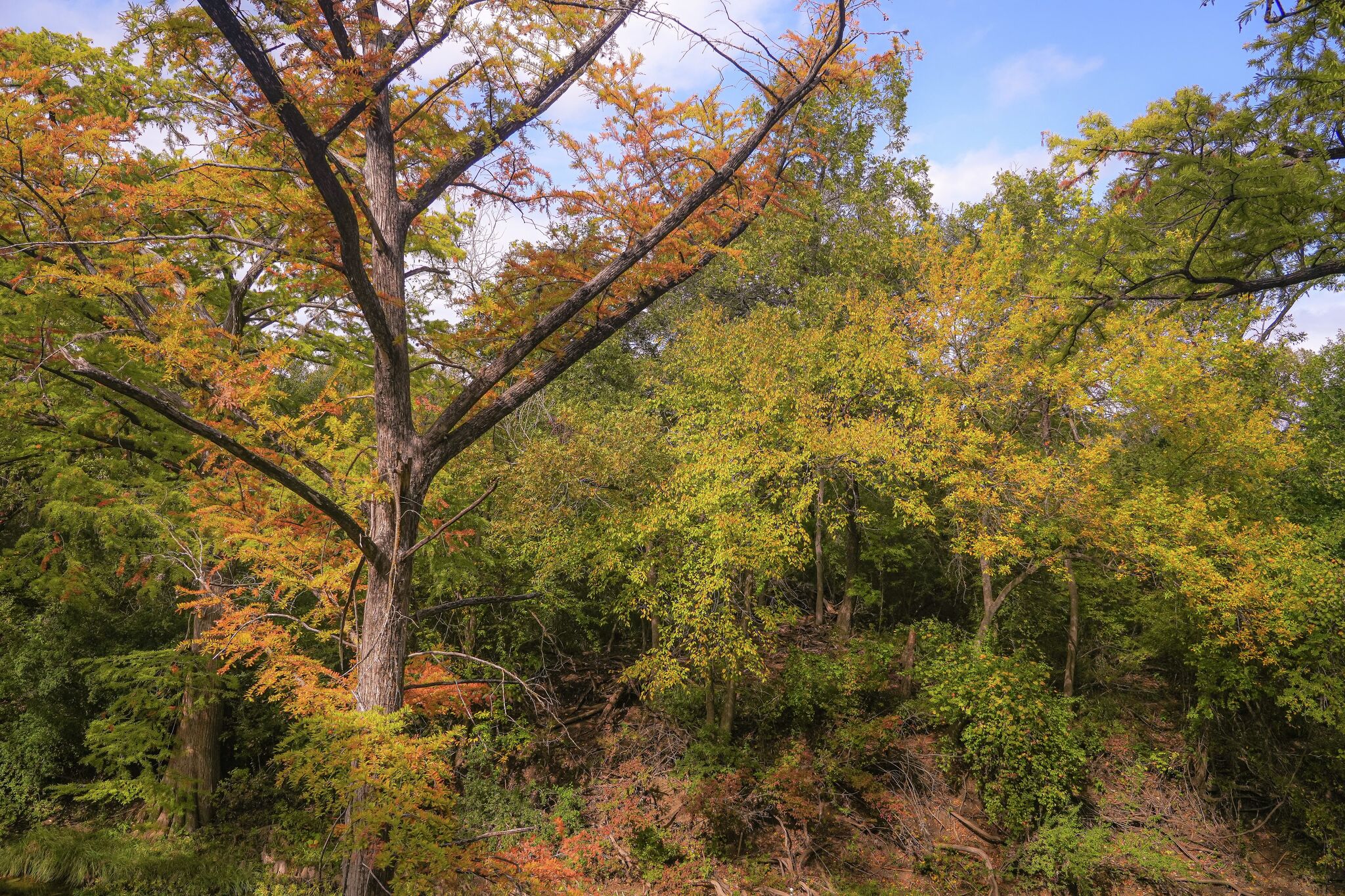 Study finds Austin is the best city for wealthy millennials