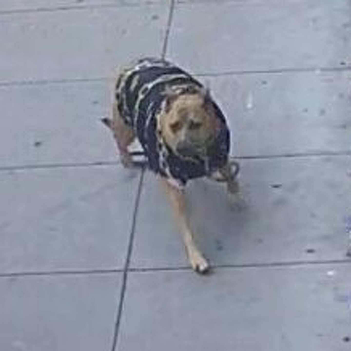 SF police seek help finding dog kicked by person who attacked owner