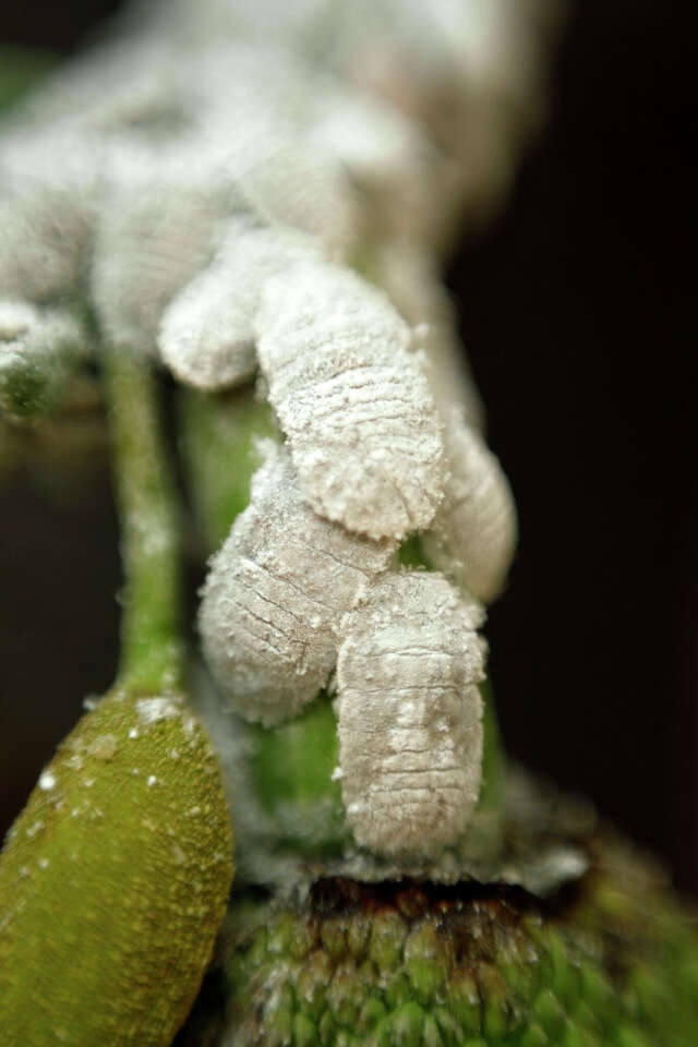 New invasive pest is destroying Texas pastures in over 20 counties