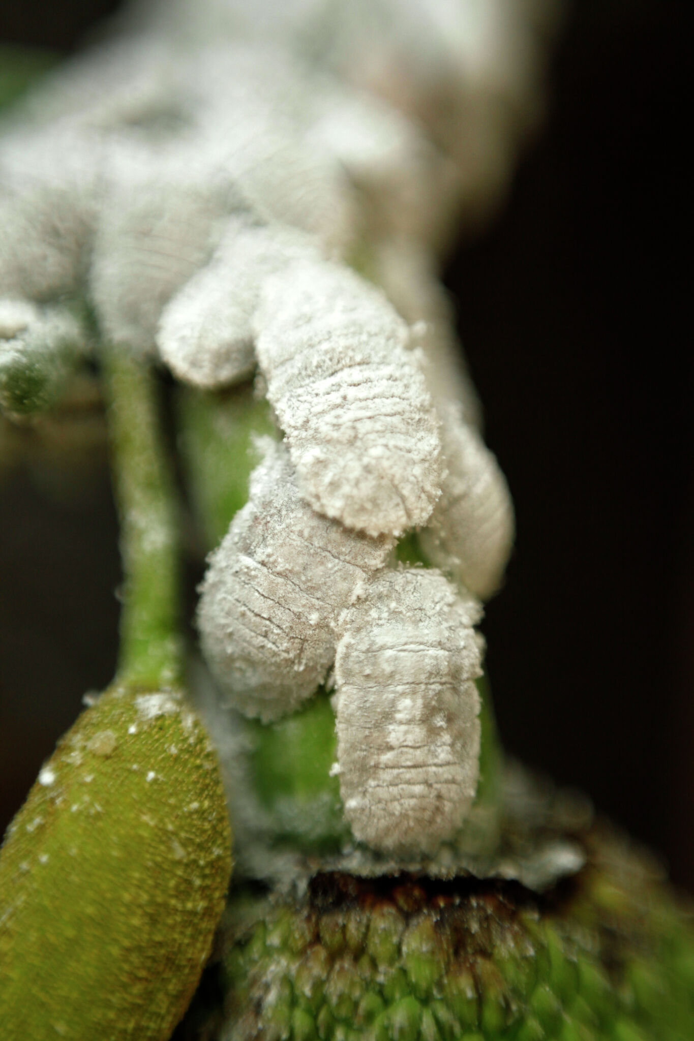 New invasive pest is destroying Texas pastures in over 20 counties
