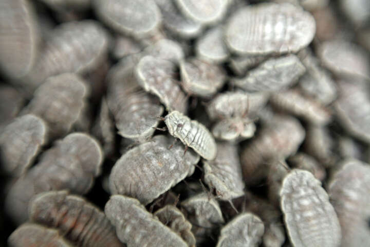 New invasive pest is destroying Texas pastures in over 20 counties