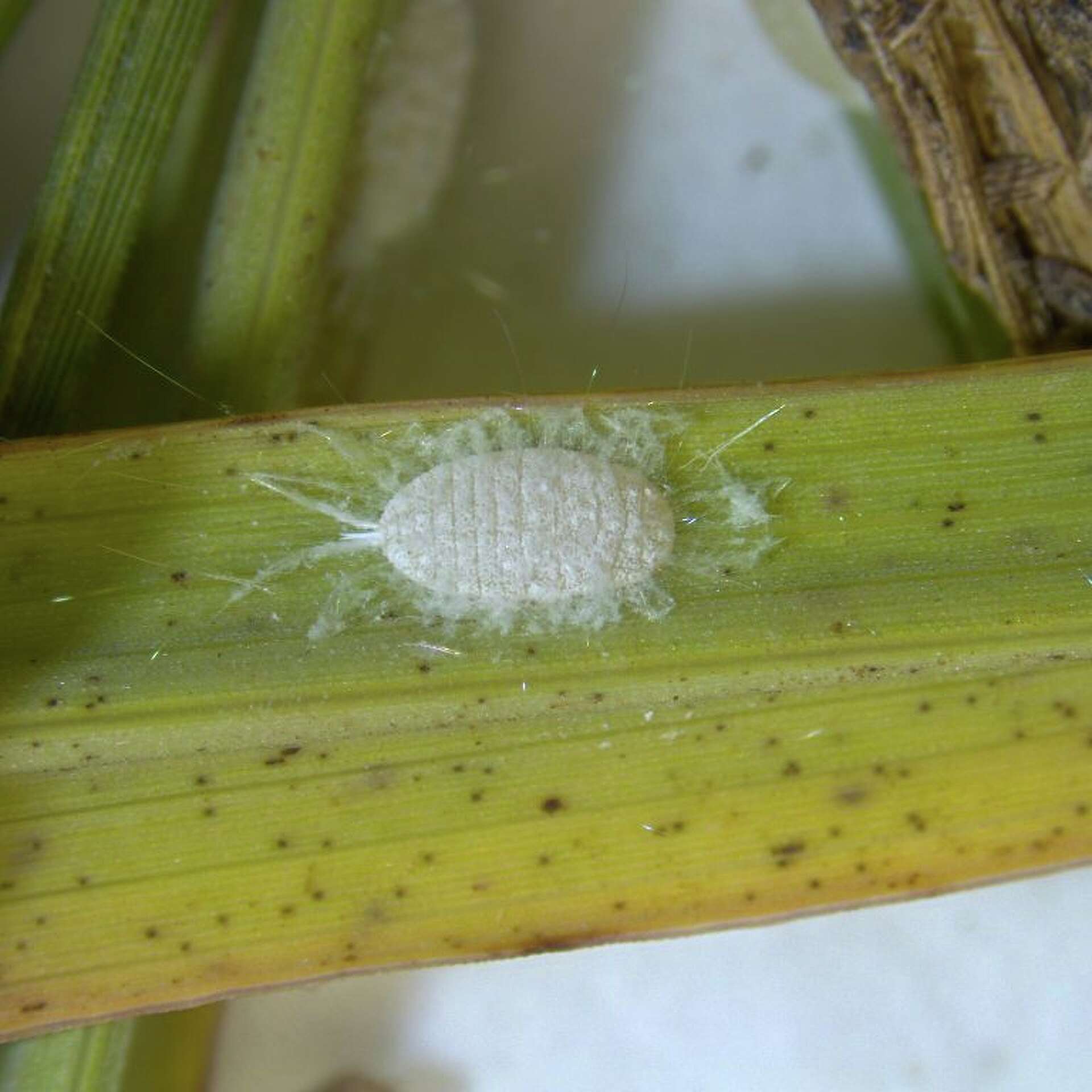Texas alert warns invasive pest causing ‘significant damage’