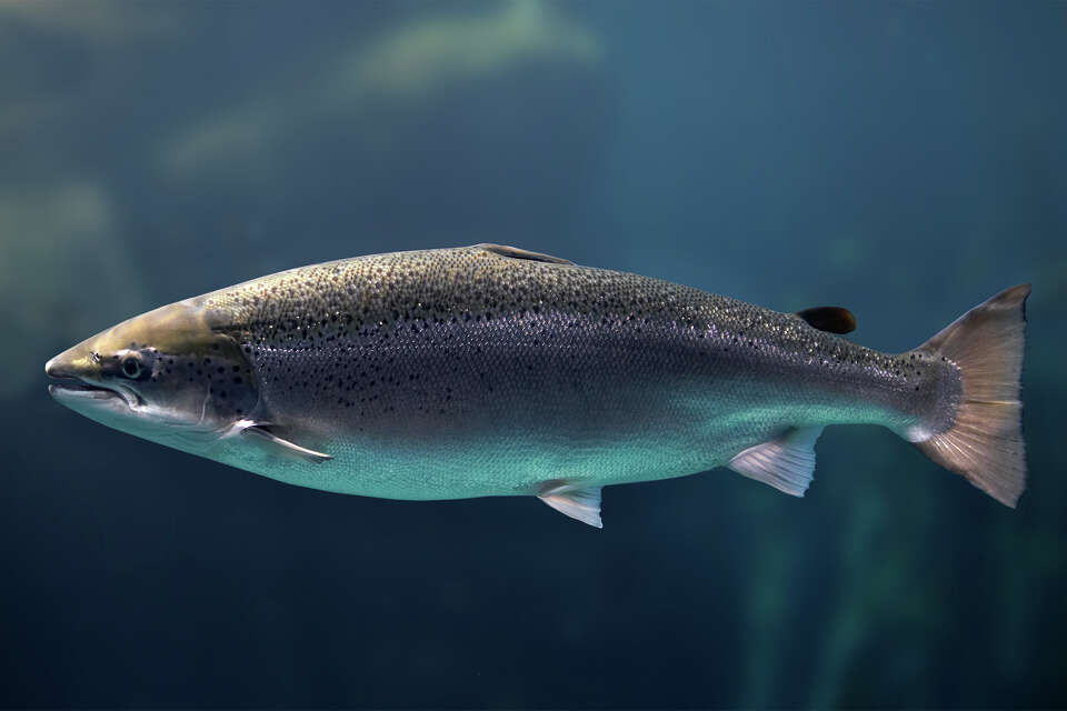 Calif. biologist accidentally discovers endangered fish in Bay Area