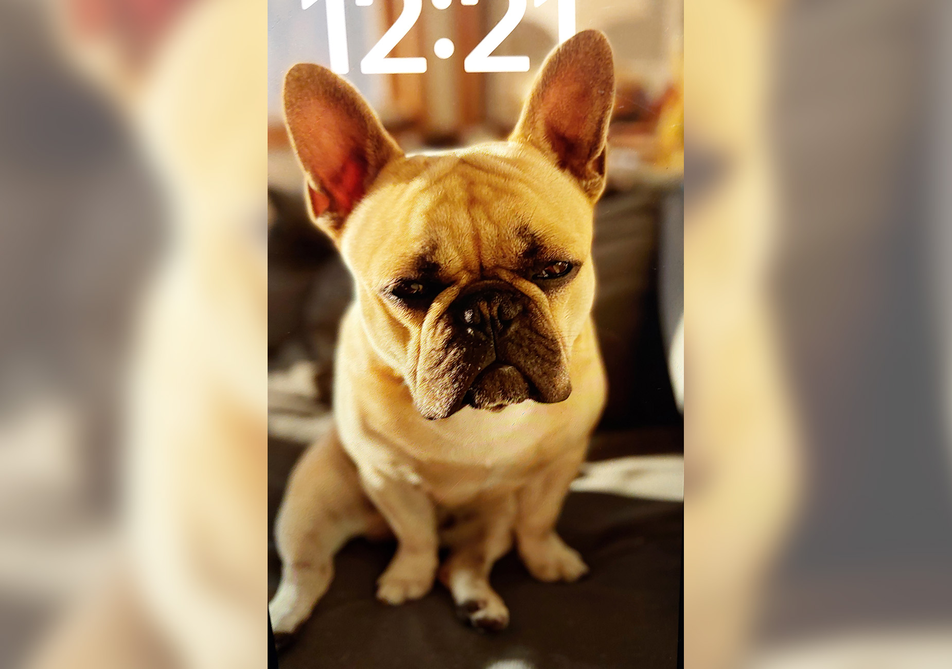 SF: Police Seek Help Finding French Bulldog Taken In Brazen Theft