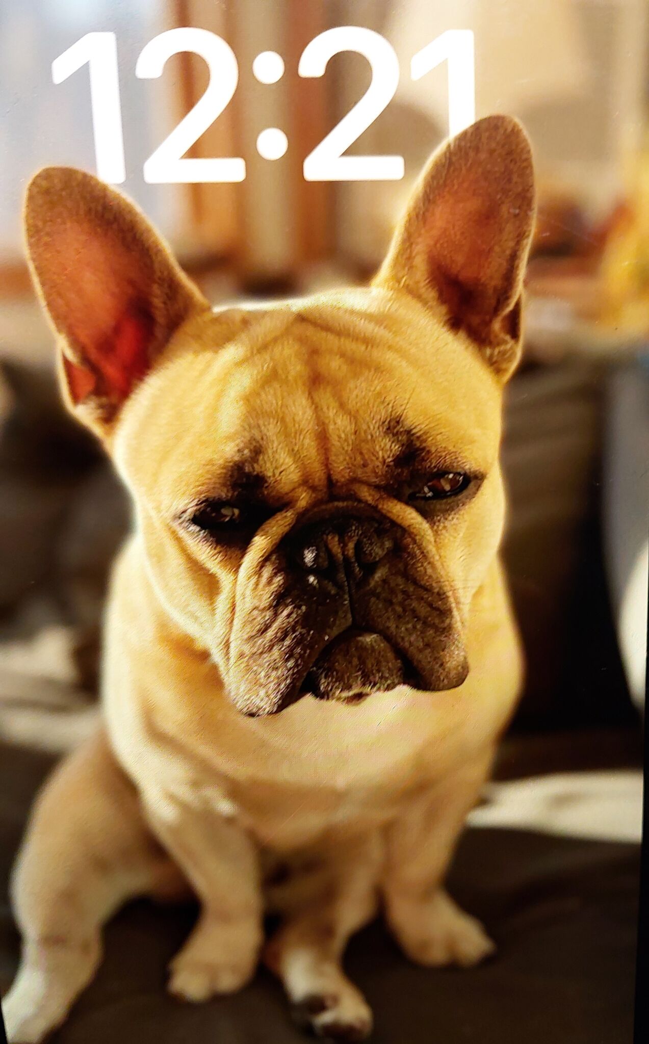 Castro French bulldog theft: Oakland man arrested, dog found
