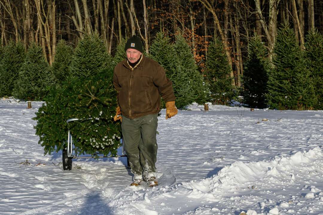Capital Region Christmas tree farms remain optimistic despite drought