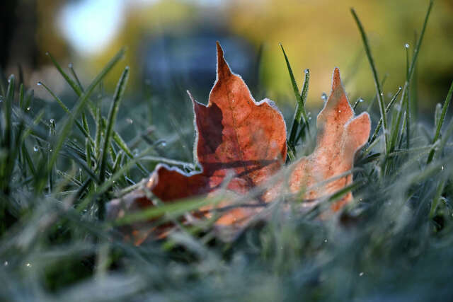 Frost advisory issued for Saratoga, Washington and Warren counties