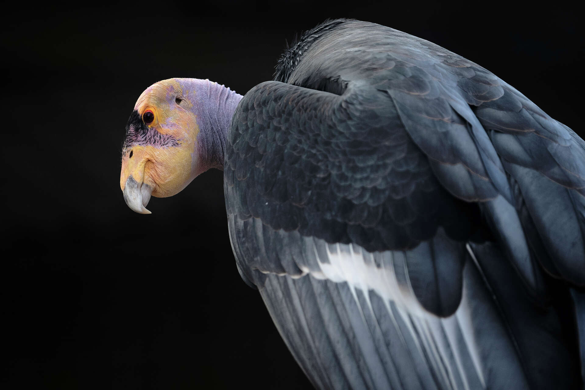 This overlooked Calif. zoo is filled with living rarities