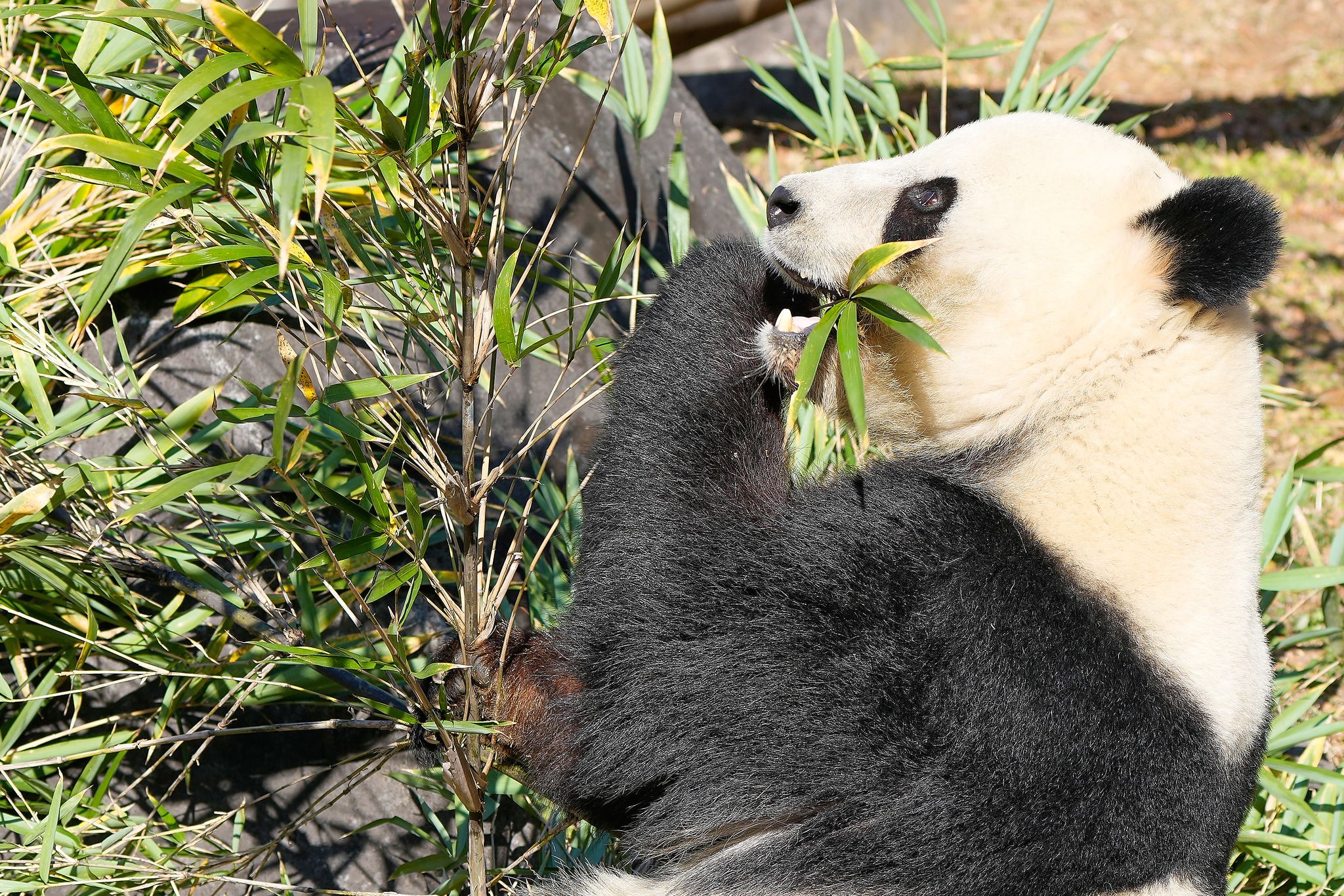 Thousands flock to a Tokyo zoo to see the last 2 pandas in Japan before ...