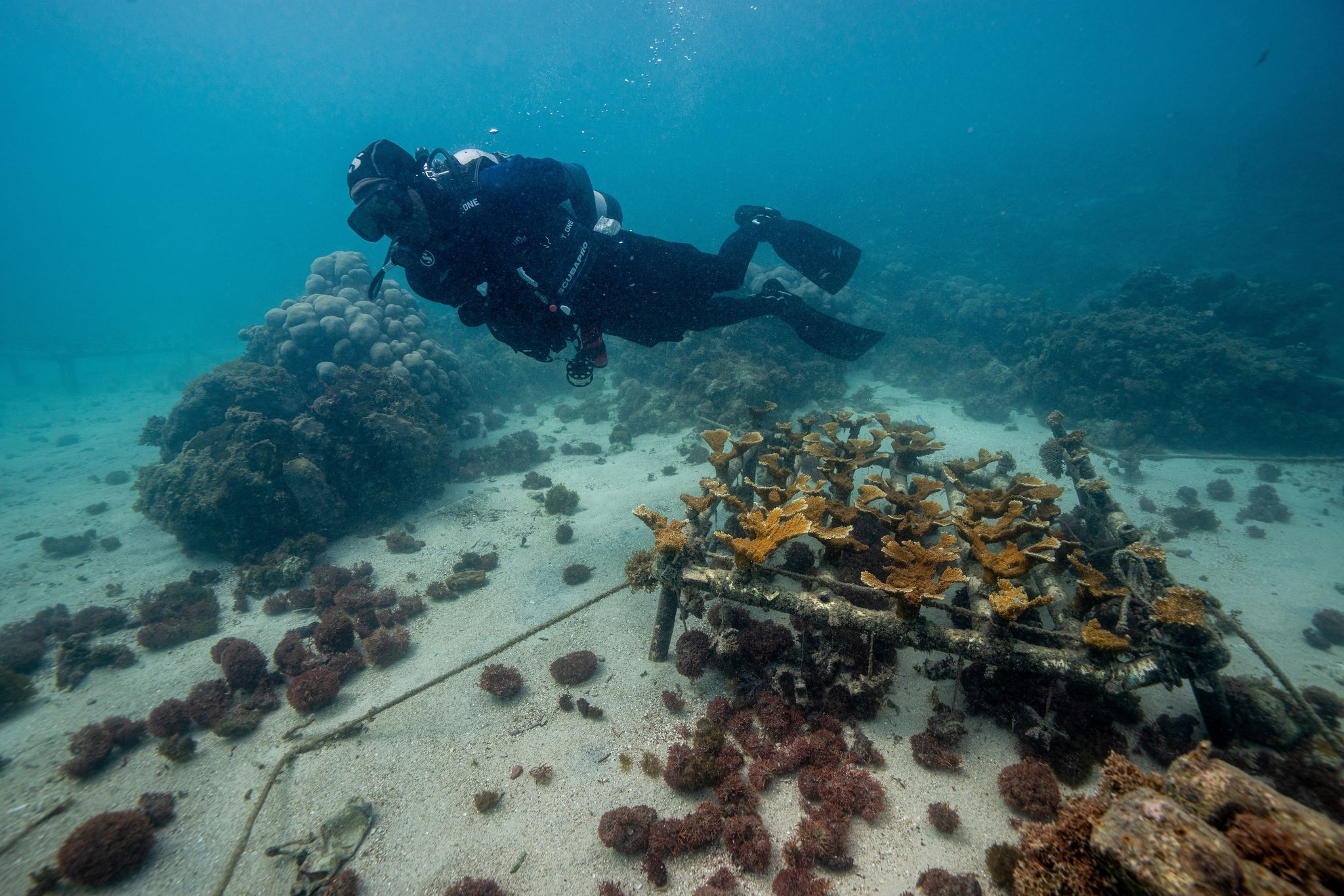 As reefs vanish, assisted coral fertilization offers hope in the ...