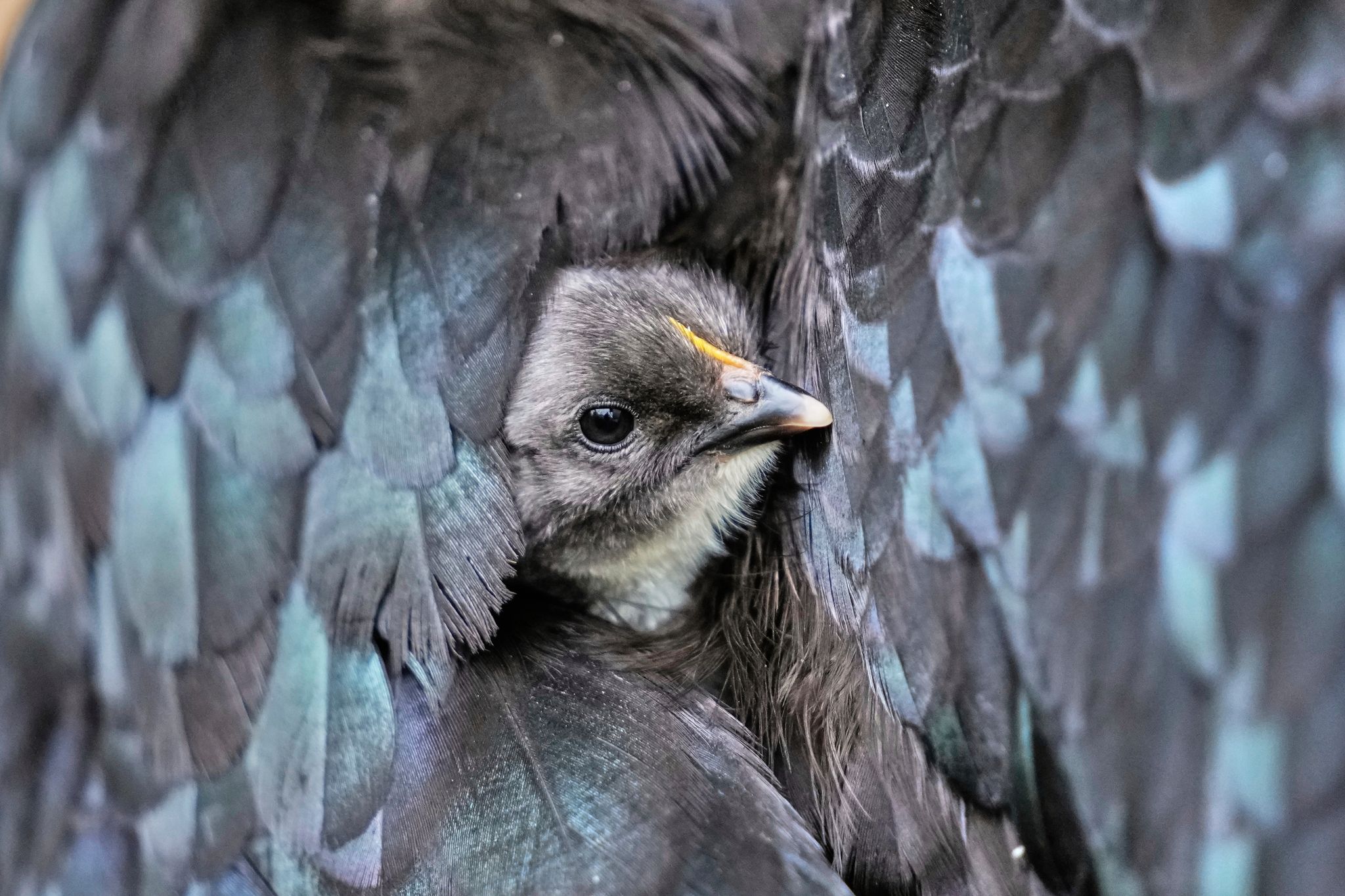 See stunning photos of animals and nature captured by AP ...