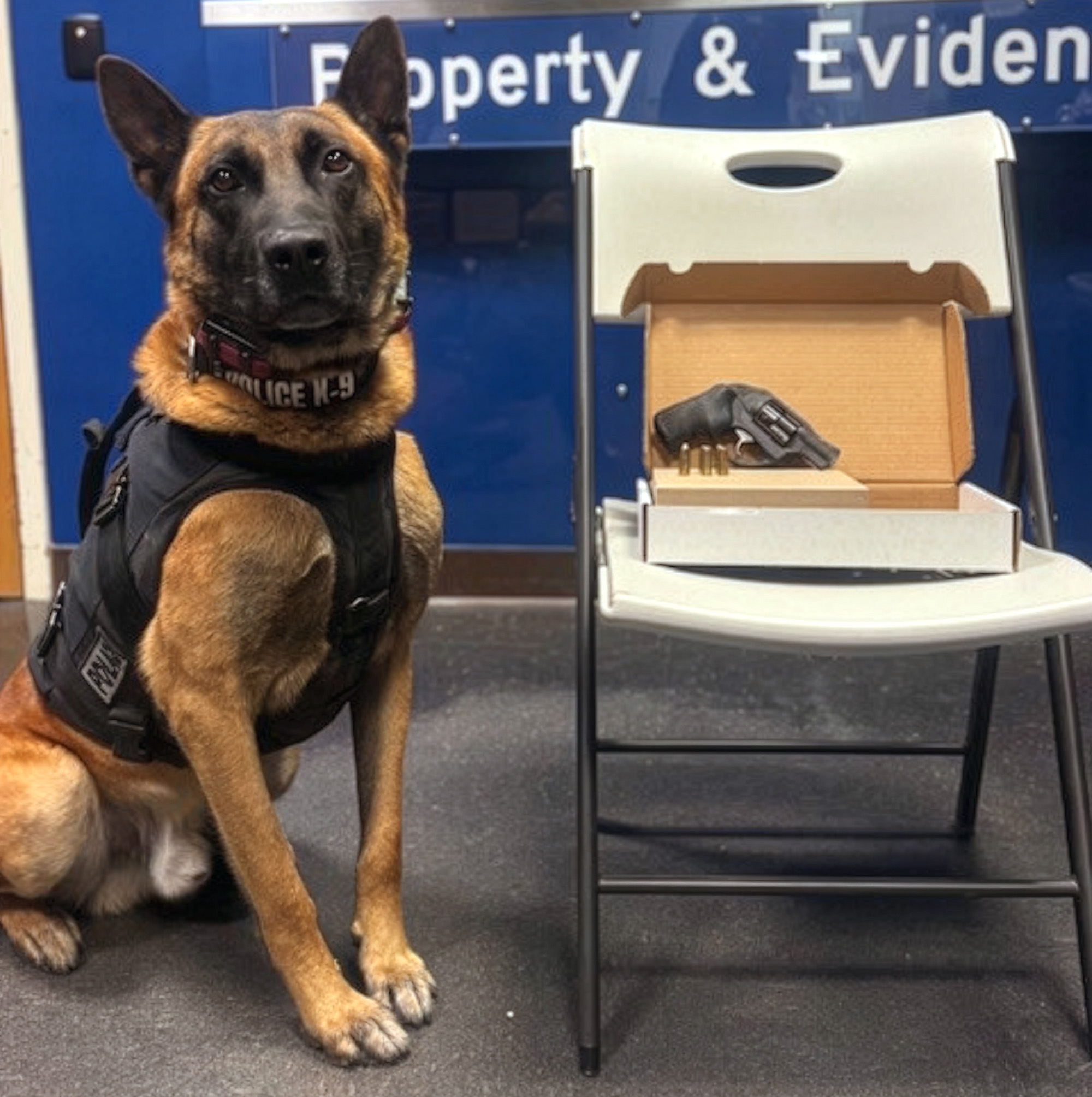 Santa Rosa: Police Dog Finds Hidden Gun, Ends In Felon's Arrest