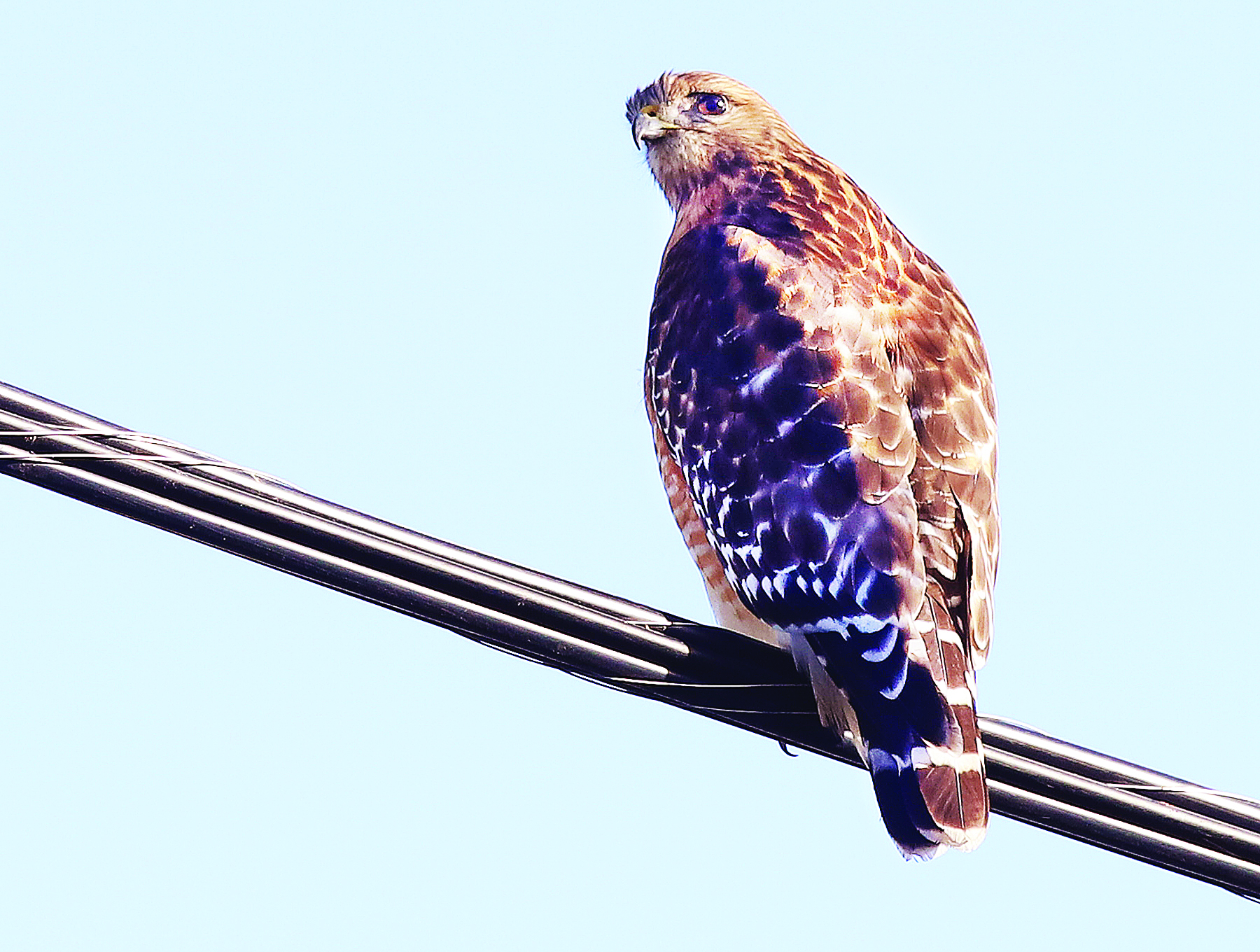 Who is McCormack Baron Salazar? Developer behind The Lovejoy project