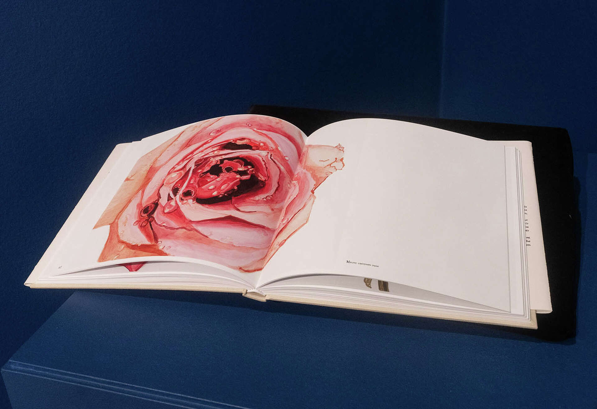 ‘Still Life’ exhibit comes alive, unites women artists
