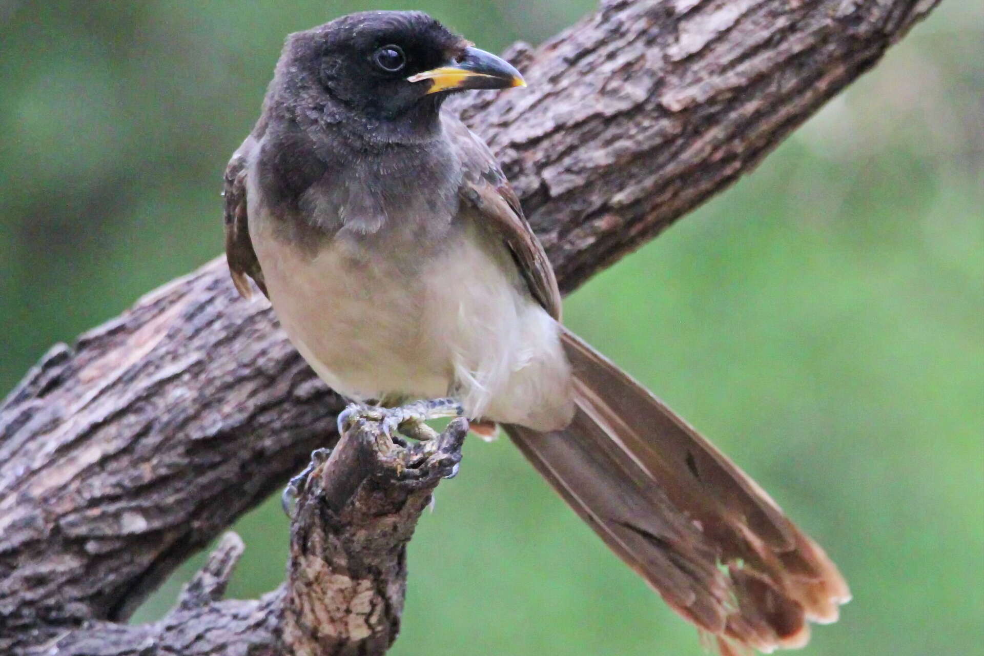 Birders flock to see brown jay, a rare Texas visitor