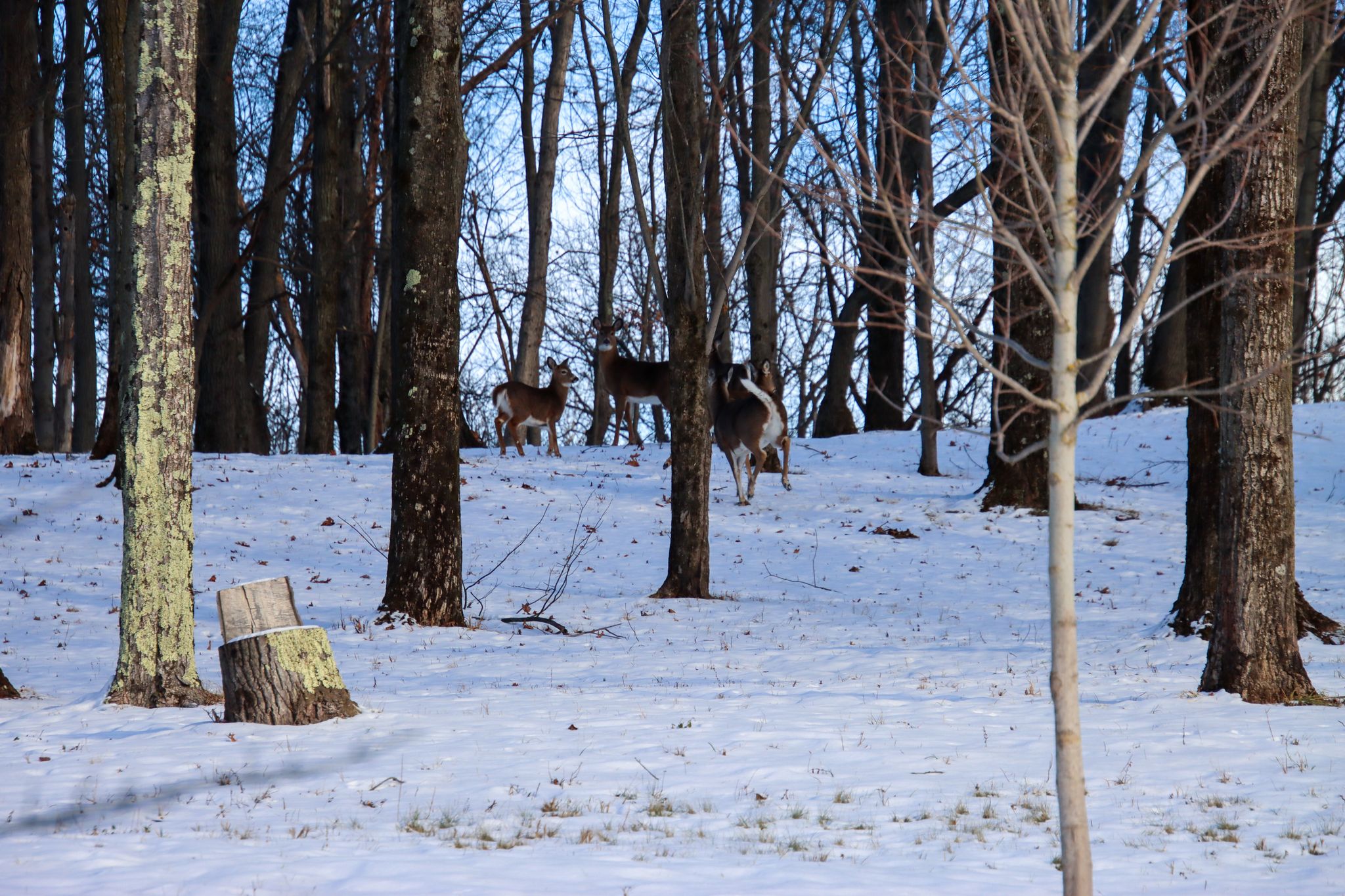 Wagler powers No. 20 Illinois past Missouri 91-48 for biggest blowout ...