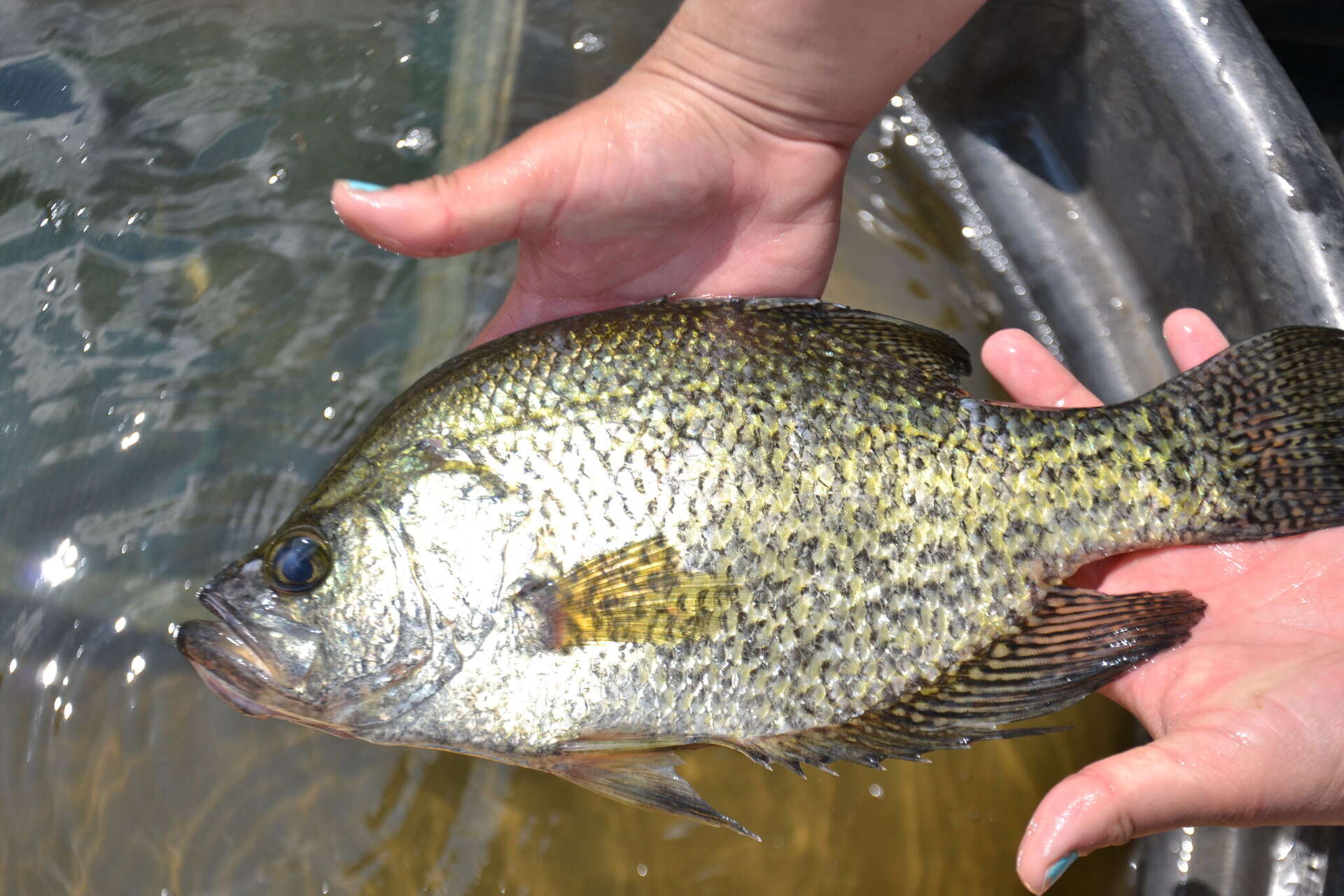 Tittabawassee lakes to deliver panfish boom after refill