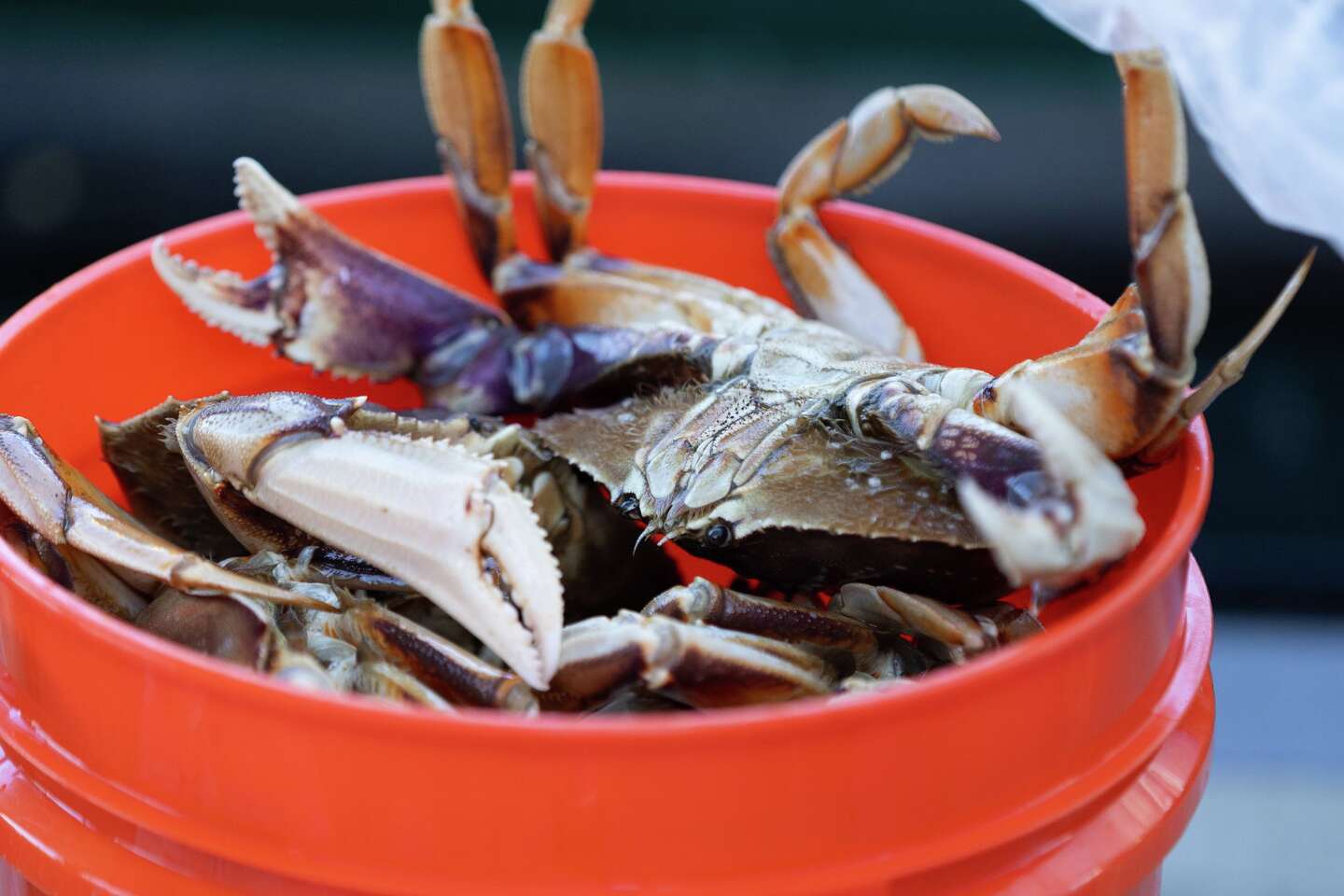 California will finally open Dungeness crab season. Here’s when