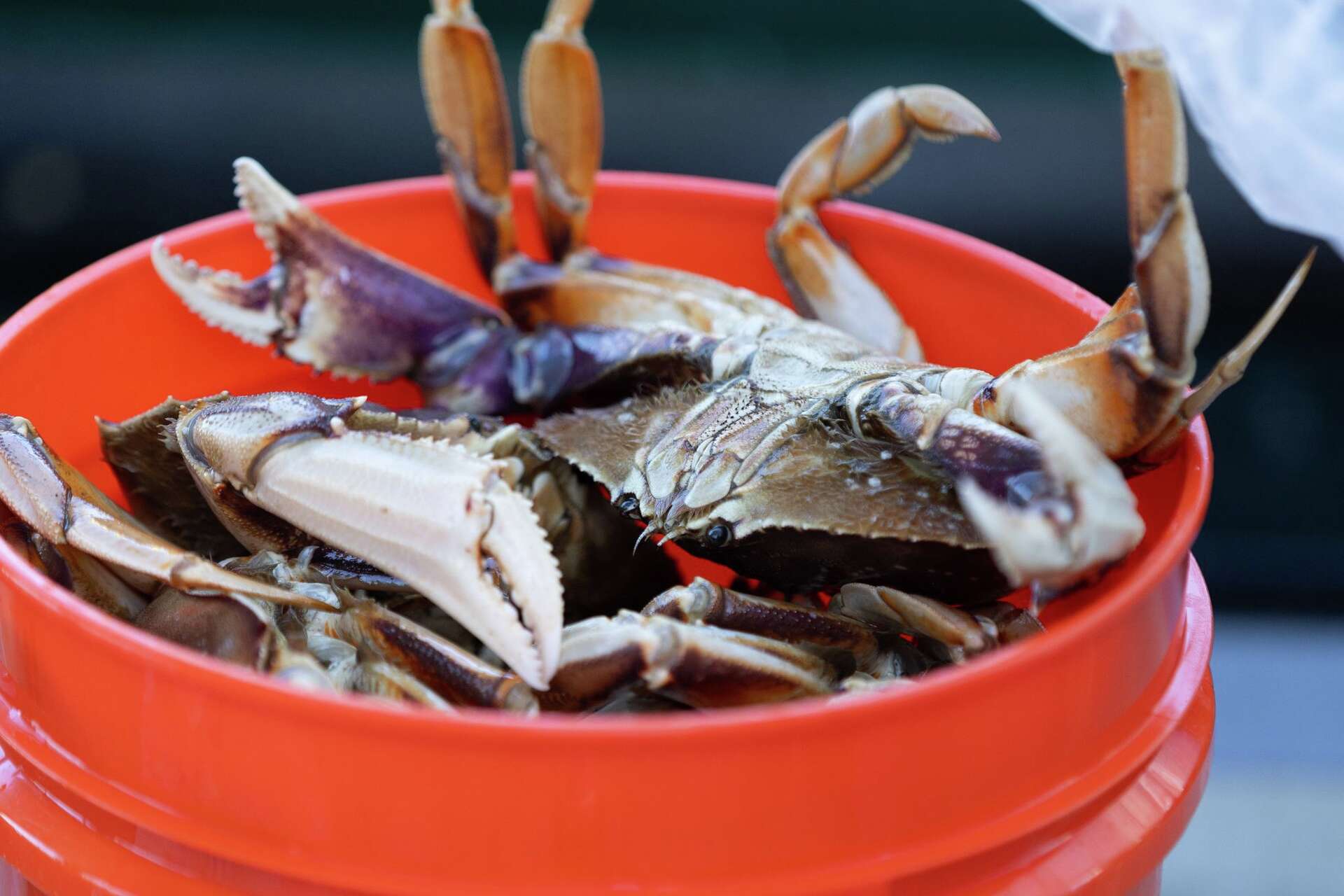 California will finally open Dungeness crab season. Here’s when