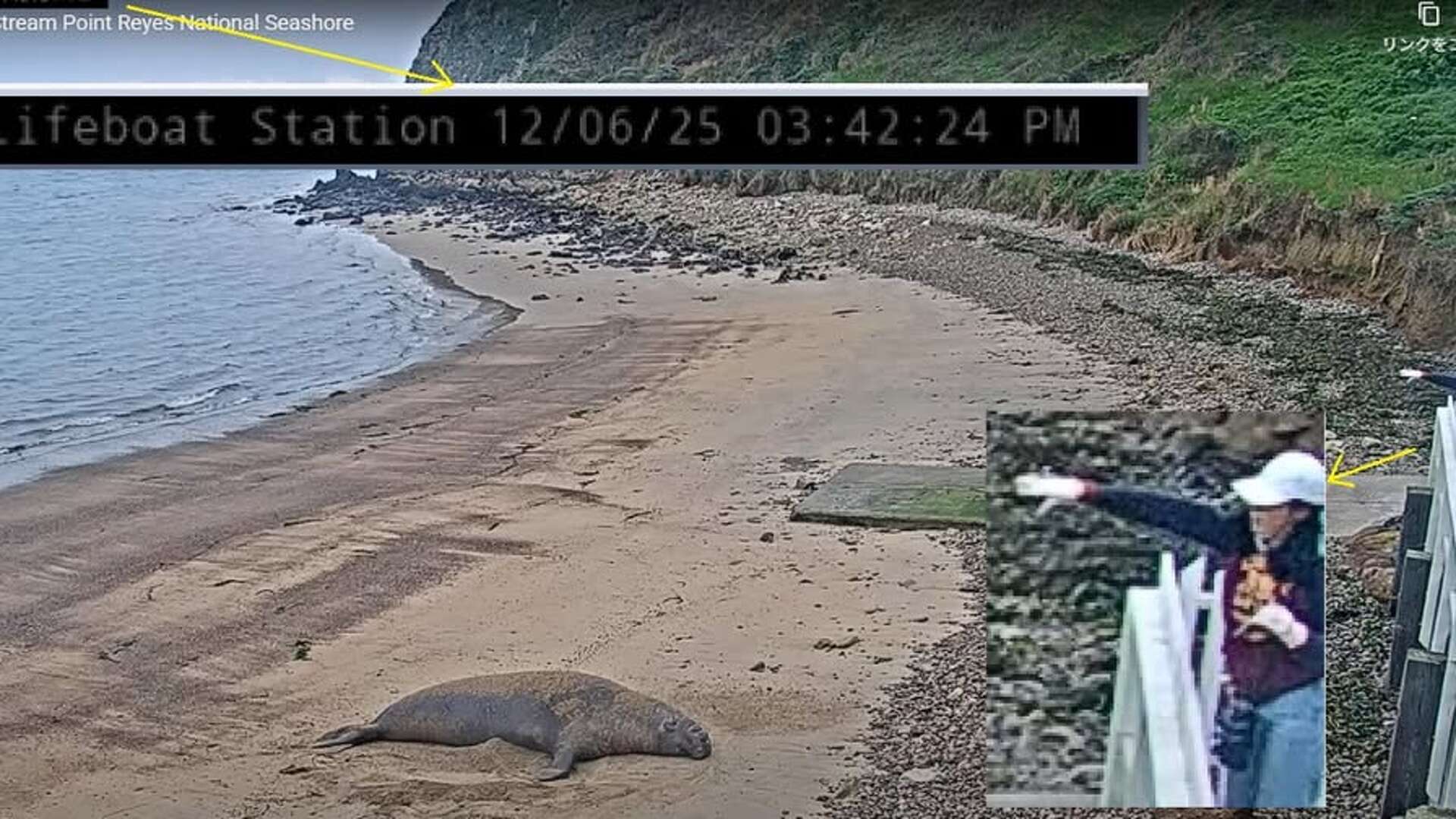 Tourists caught throwing rocks at elephant seal on California beach