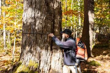 Rediscovering old growth in the Adirondacks' Ampersand woods