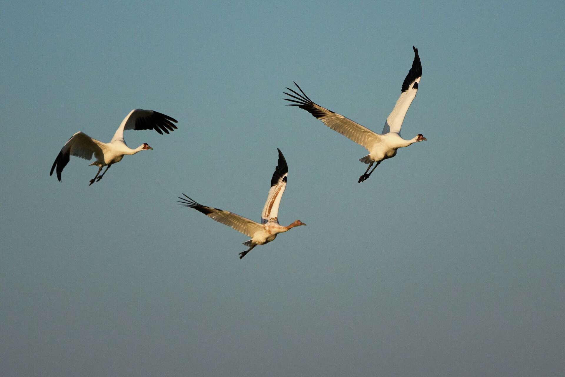 Whooping crane sanctuary is established on Texas Gulf Coast