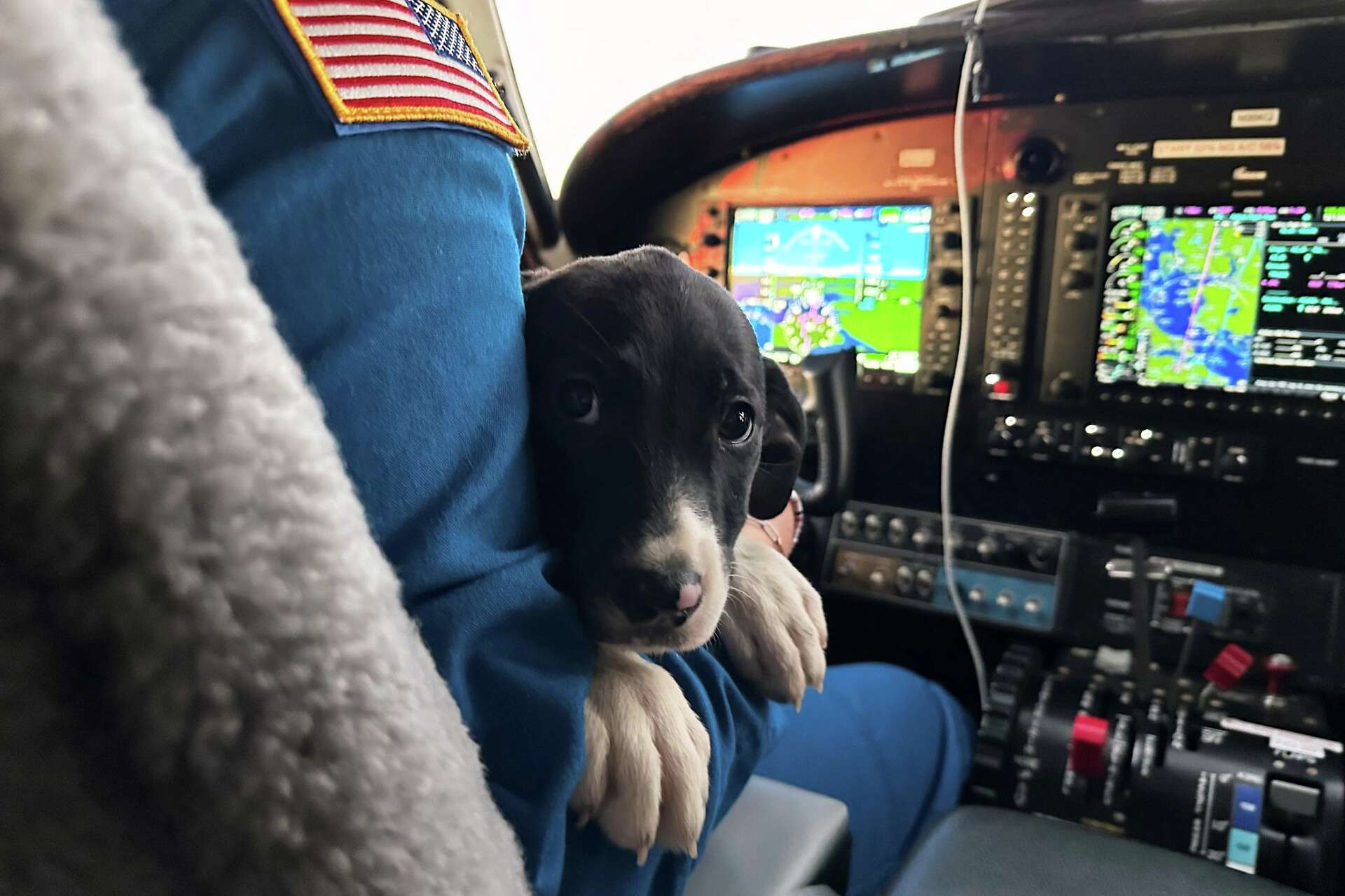 How Seuk Kim's tragic plane crash built a volunteer army of pet rescuers