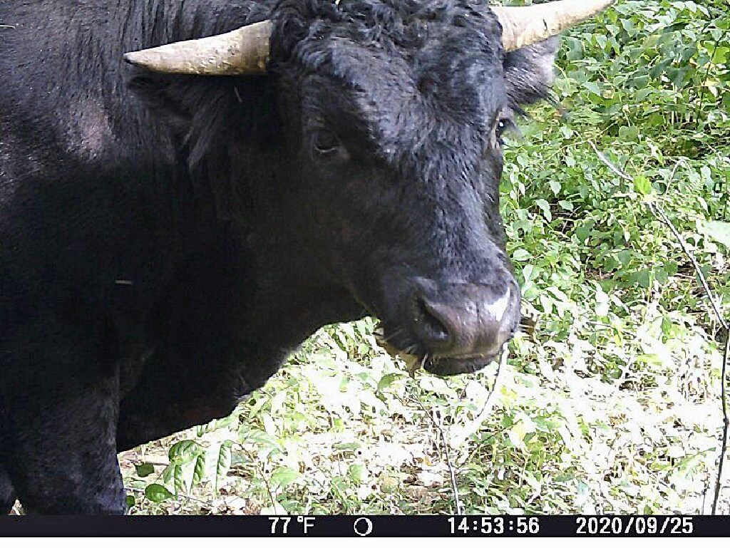 Movie Review: In Jim Jarmusch’s starry ‘Father Mother Sister Brother ...