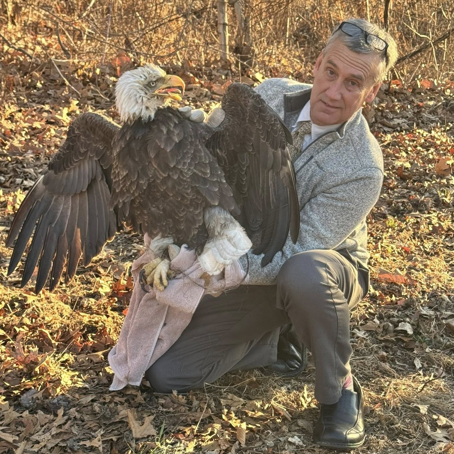 Bald eagle rescued in CT after flying into power lines in Mansfield