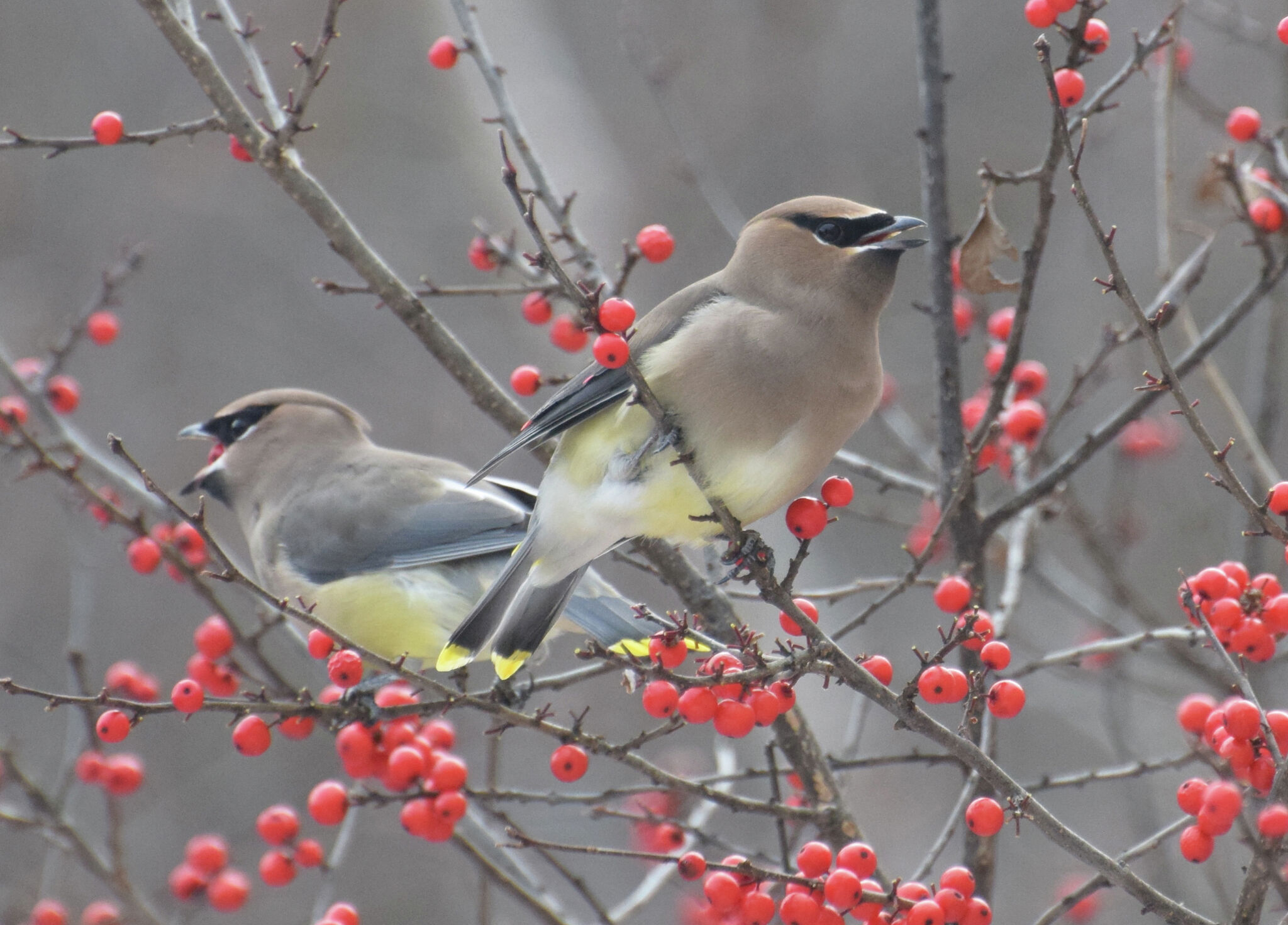 How poison ivy, other plants keep Connecticut's birds alive in winter