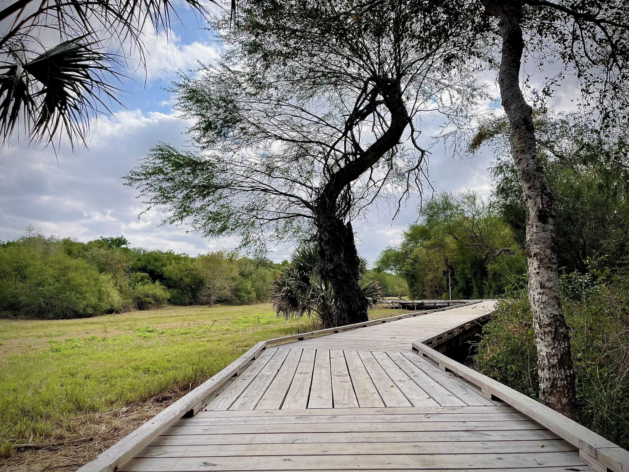 Explore Resaca de la Palma State Park in Brownsville