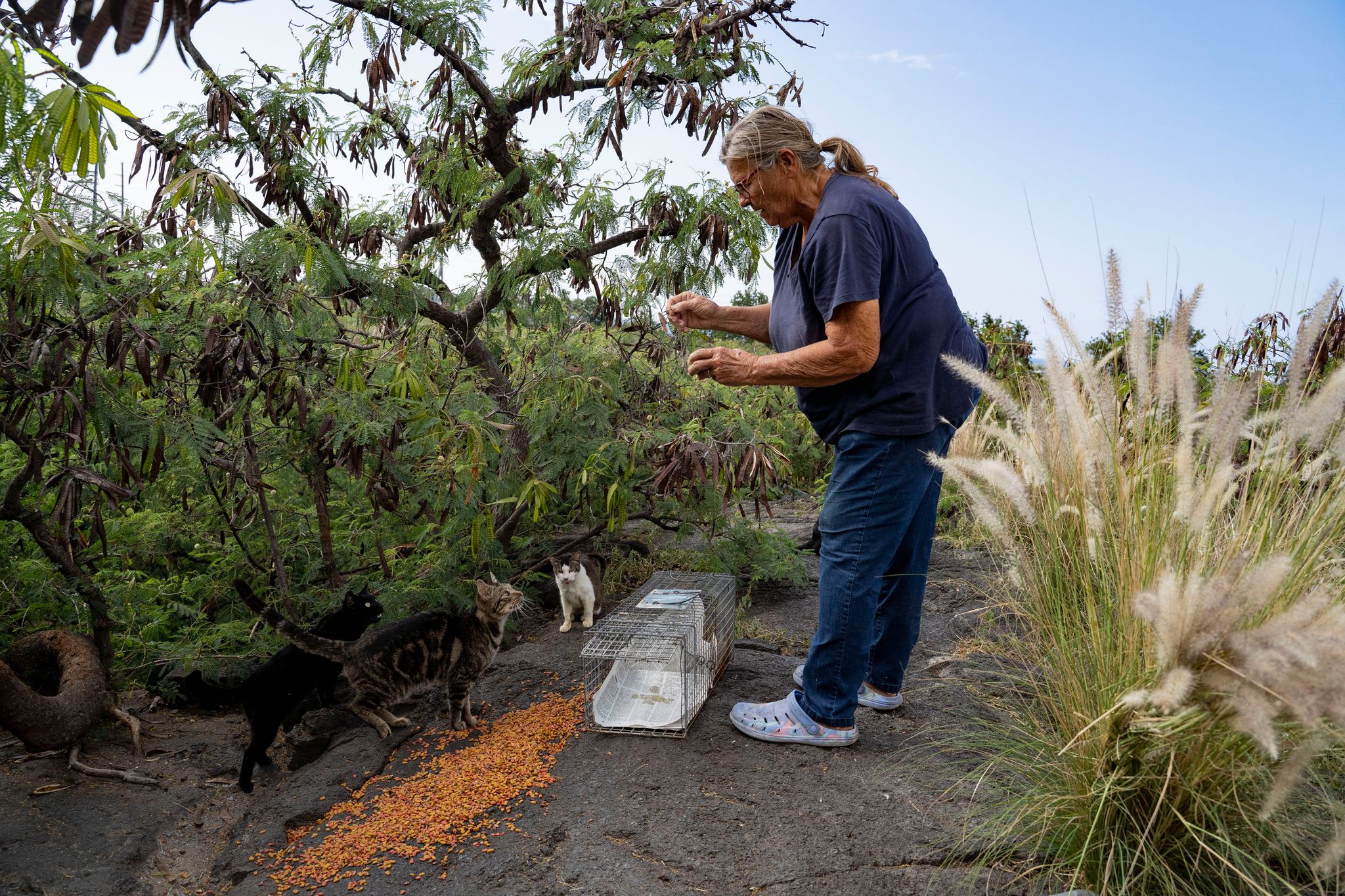Hawaii's Big Island bans feeding feral cats in an effort to help ...