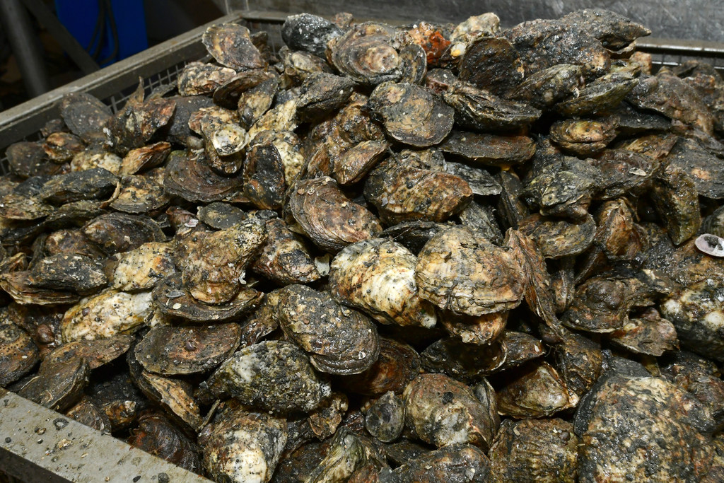 Joe Pisani (opinion): My 2026 resolutions