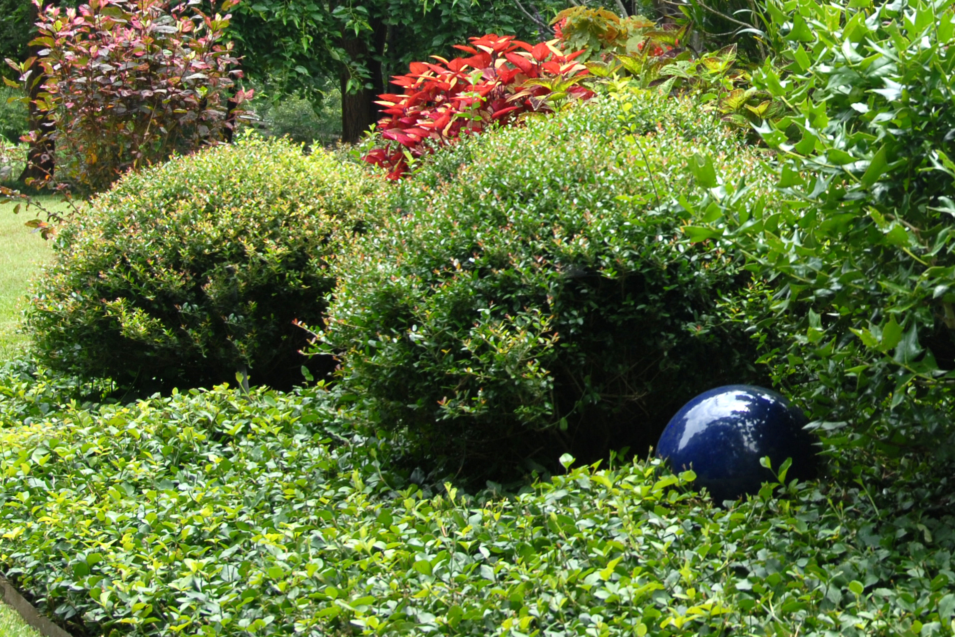 Shade shrubs, Bermuda control, pruning: Expert answers
