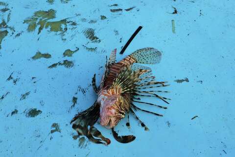 Cypriot fishermen battle invasive lionfish and turn them into a tavern ...
