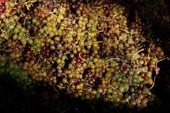 Esther Mobley, Senior Wine Critic - San Francisco Chronicle