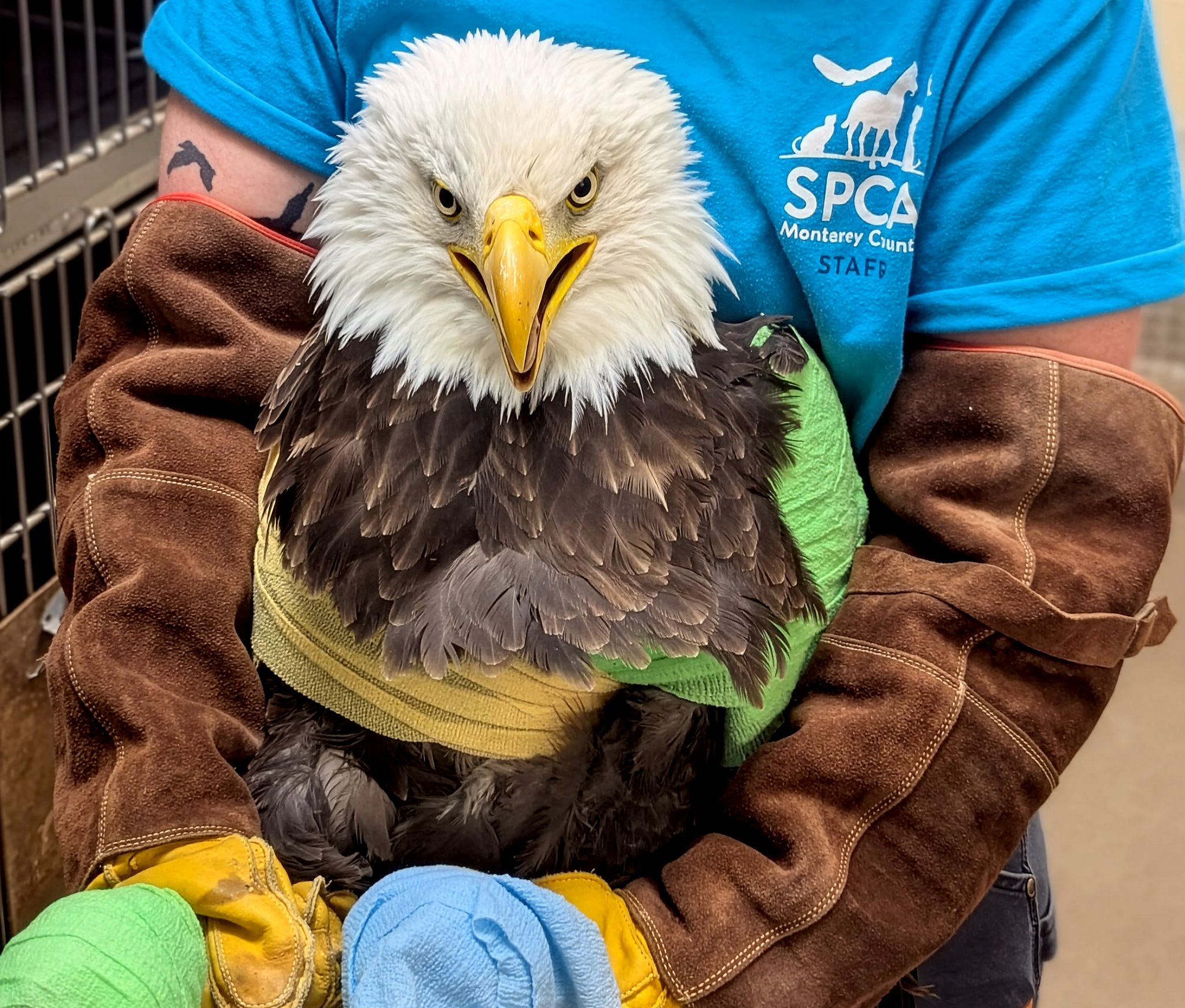 Monterey Co.: Injured Bald Eagle Treated For Broken Bone, Possible ...