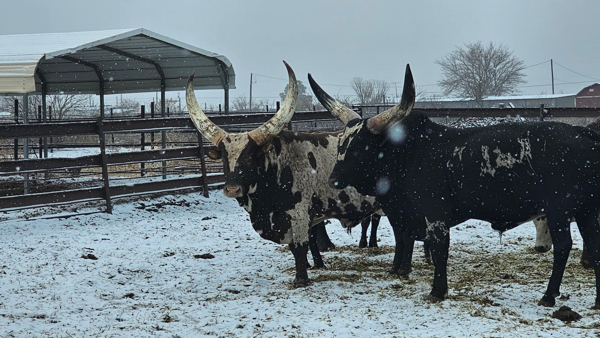 Texas snow: Here's where winter weather brought accumulating snow