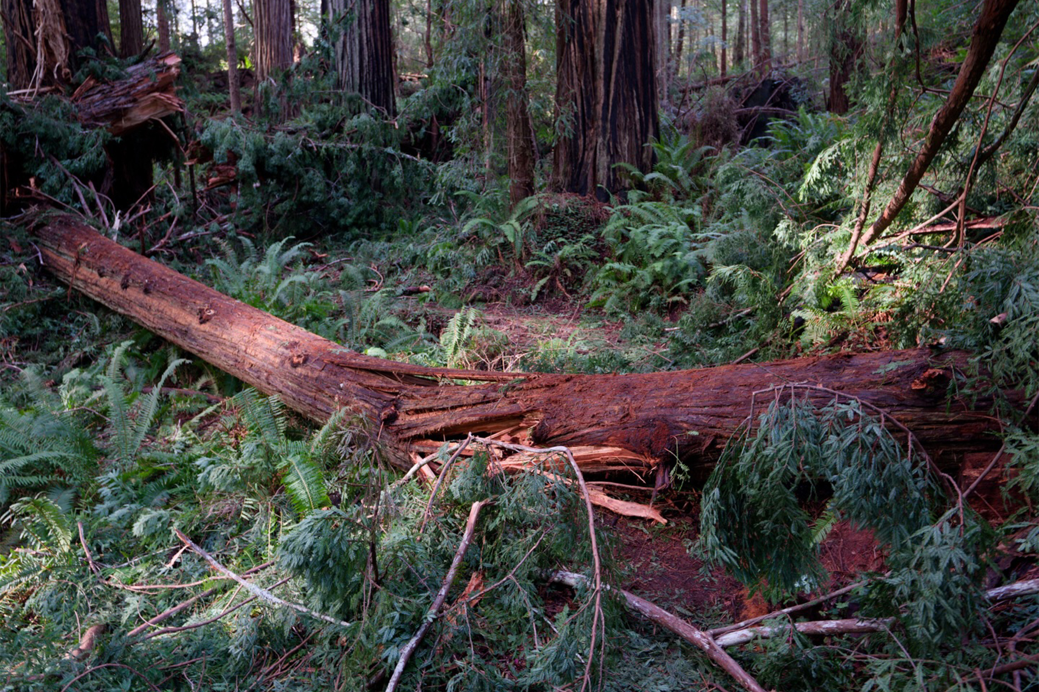 Redwood National and State Parks trails, roads closed after wild storm