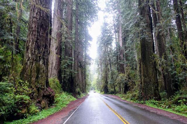 Redwood National and State Parks trails, roads closed after wild storm