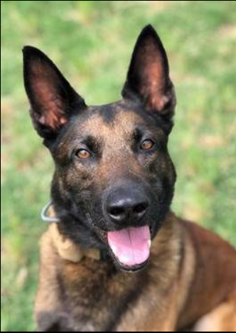 Austin police dog Jax dies; patrol K9 just weeks away from retiring