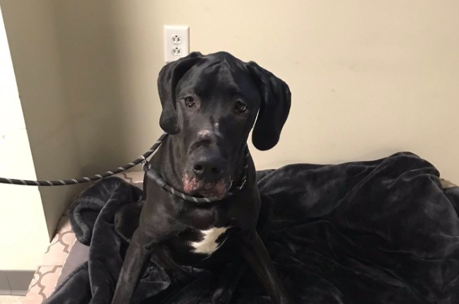 Shelton Animal Control seeks owner of Great Dane found in state park