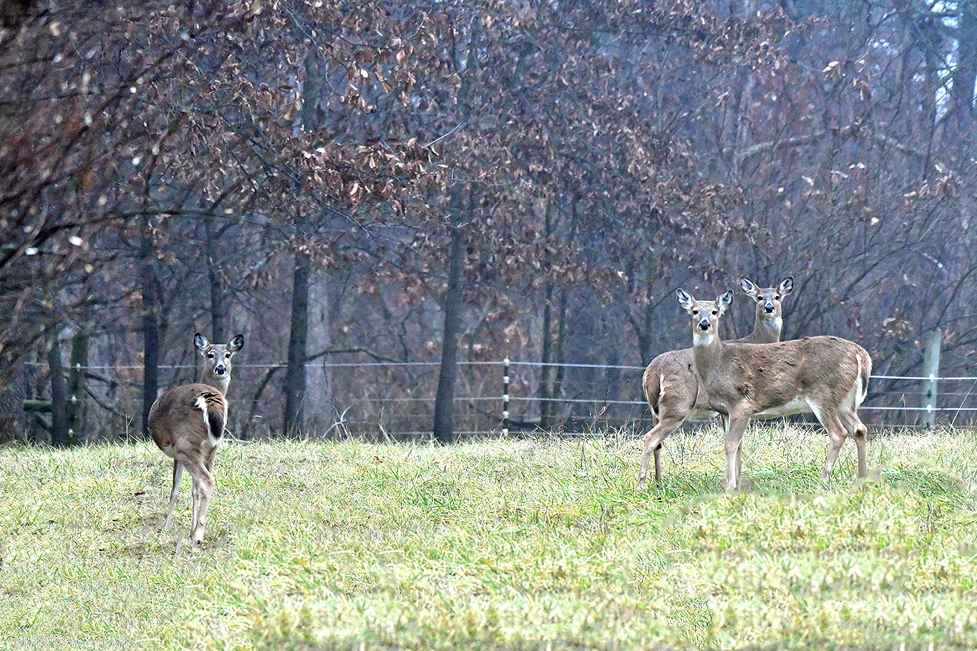 Toby Harris scores 25 to help Iona fend off Siena 75-72