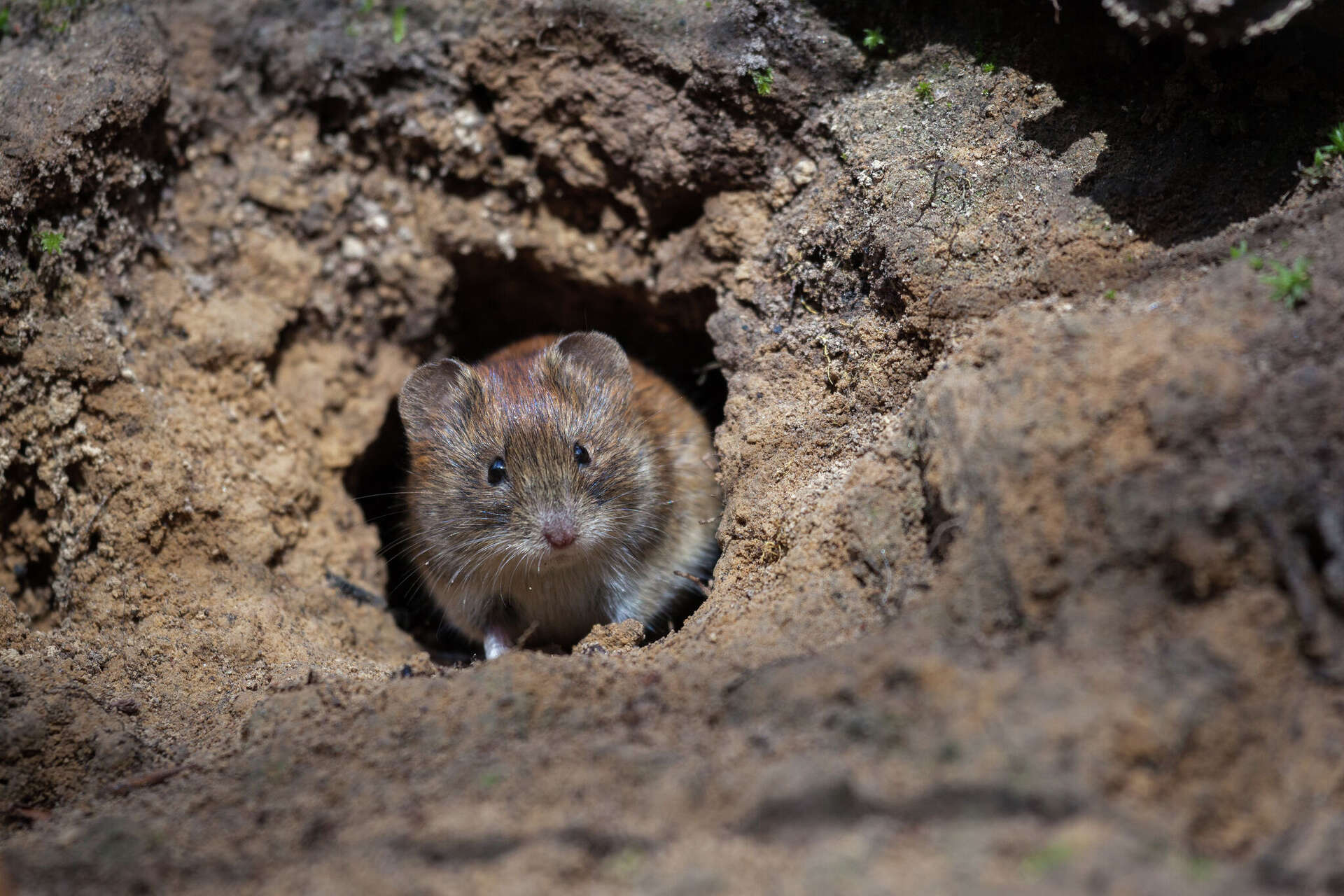 Protect trees and yard from winter vole damage