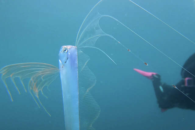 Once-in-a-lifetime sea creature encountered in Monterey Bay