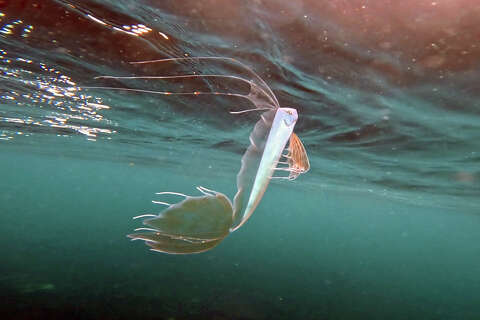Once-in-a-lifetime sea creature encountered in Monterey Bay